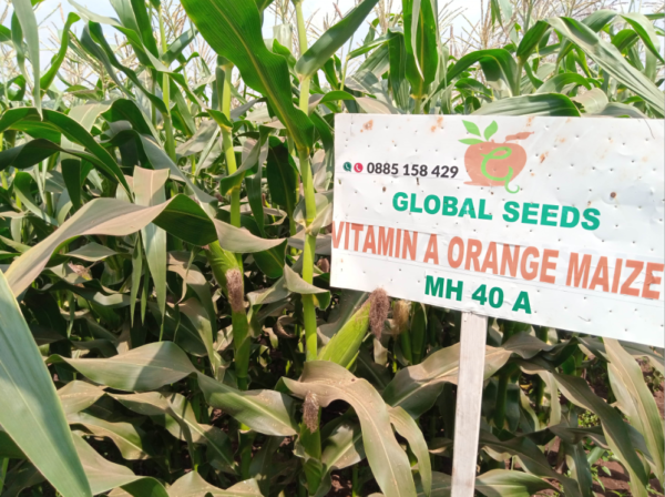 Cereals – Global Seeds